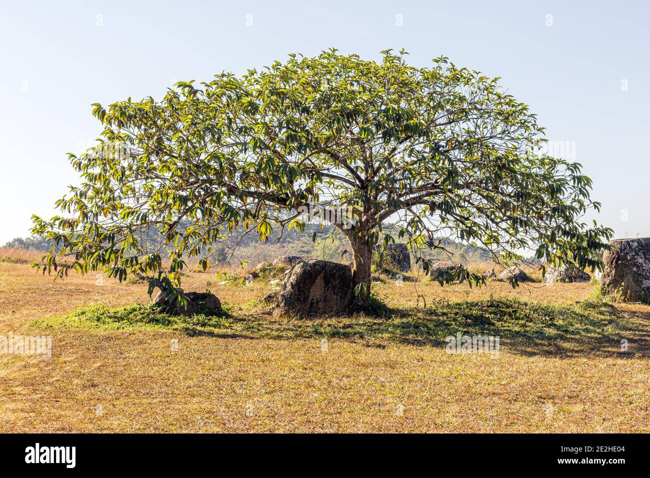 Stone jar beneath a tree; Plain of Jars; Laos Stock Photo - Alamy
