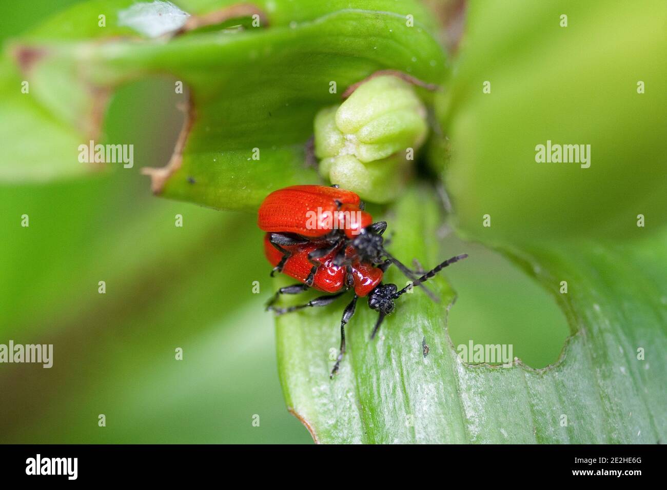 Scarlet lily beetle Stock Photo - Alamy