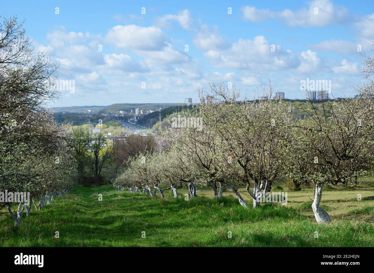 Green slope with blossom apple trees in Botanical Garden of Kyiv ...