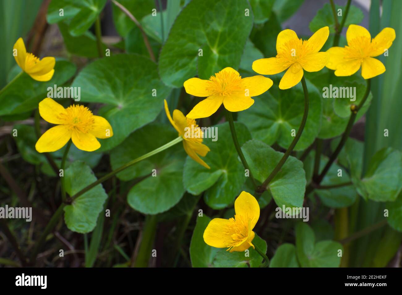 Marginal plants hi-res stock photography and images - Alamy