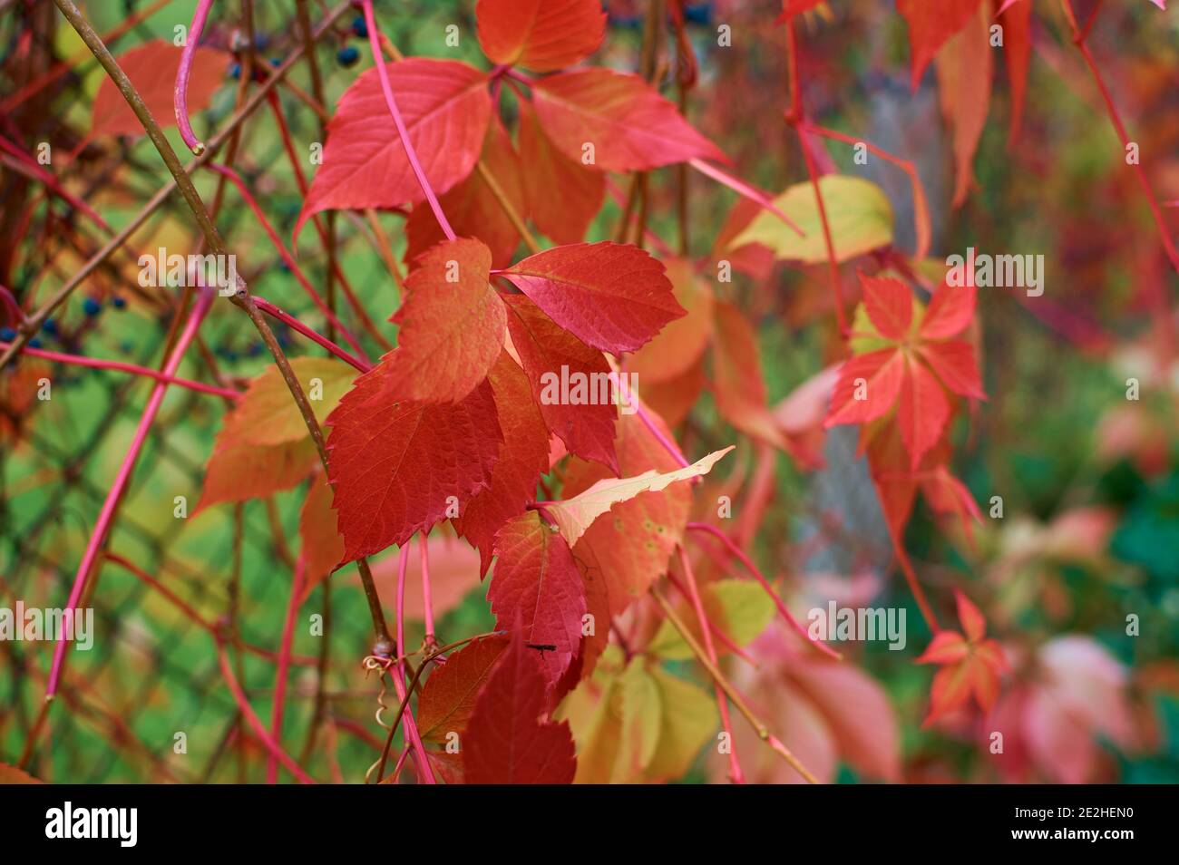 Autumn colors. Bright red grape leaves on the fence Stock Photo - Alamy