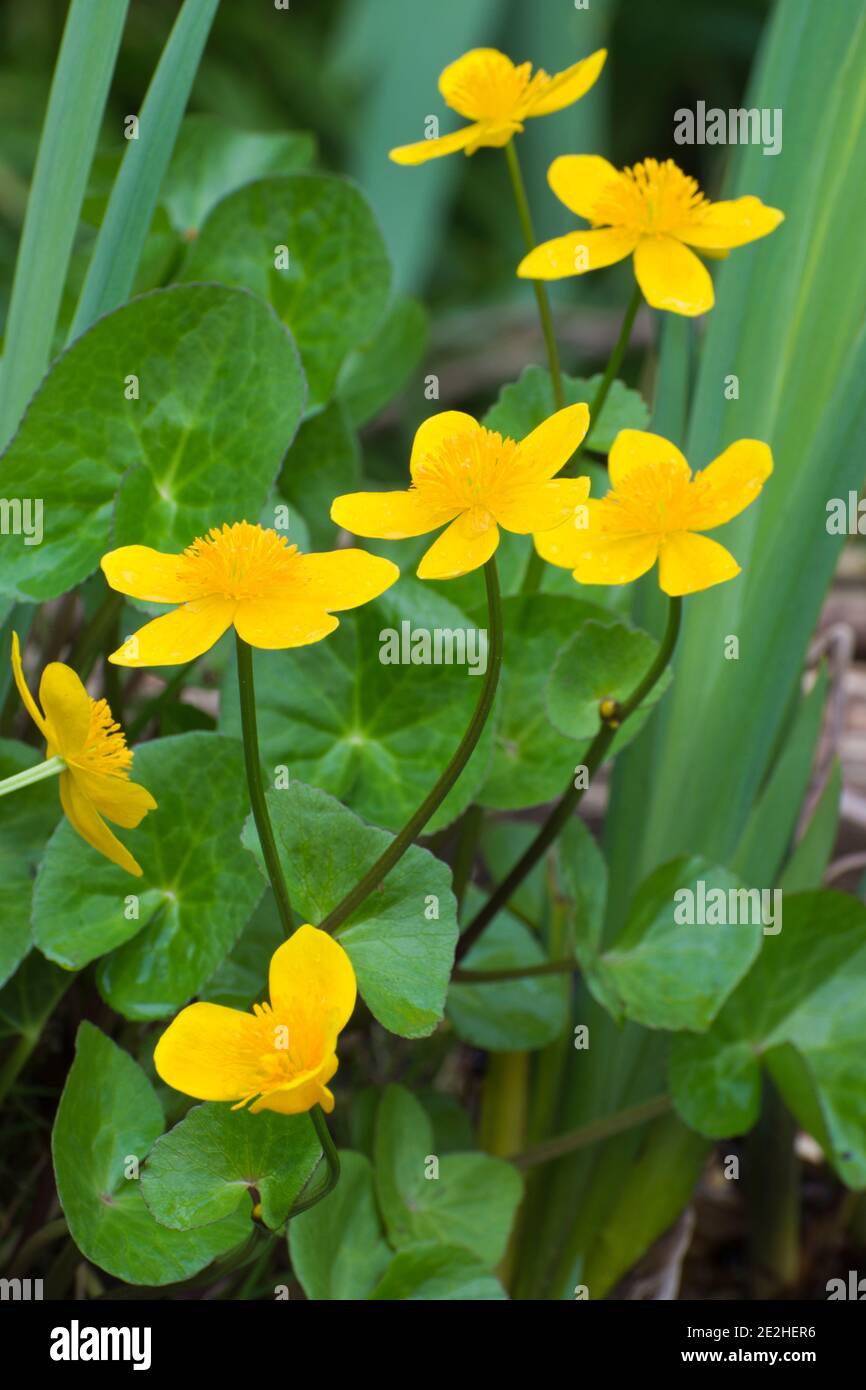 Marginal habitat hi-res stock photography and images - Alamy