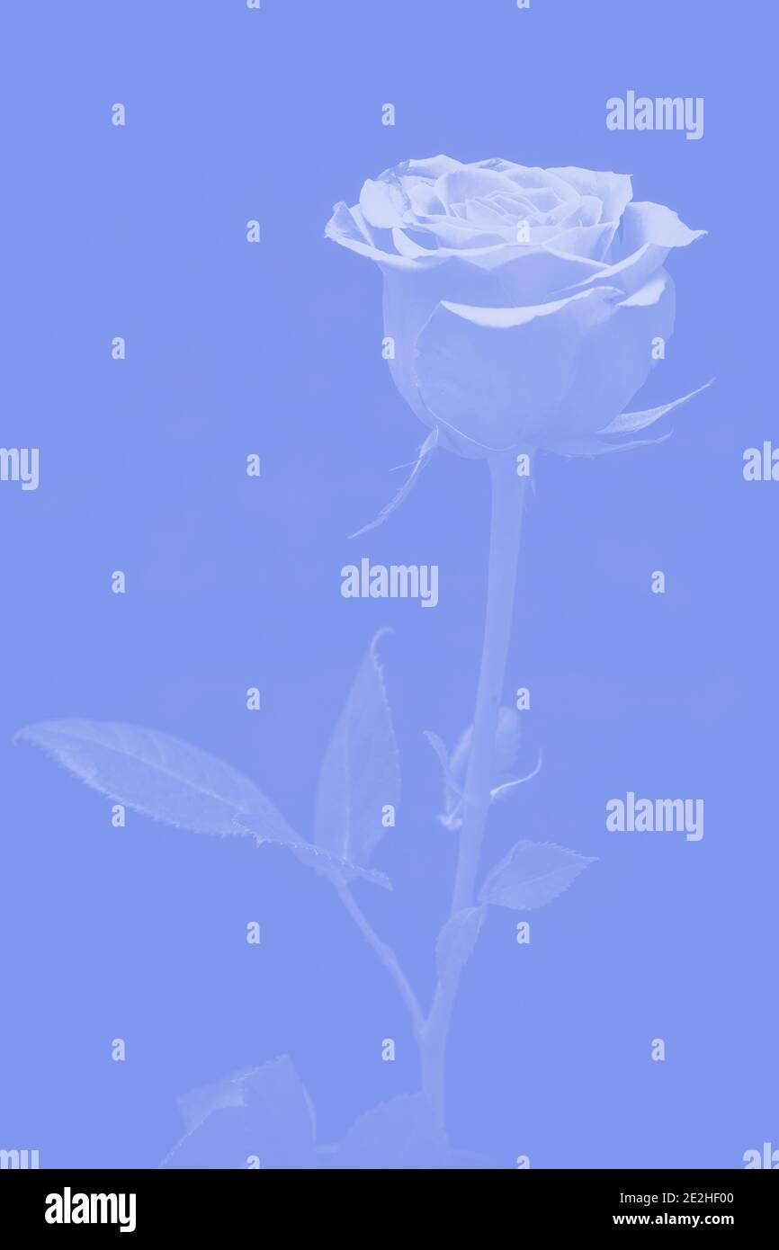 beautiful rose with blue tint Stock Photo - Alamy