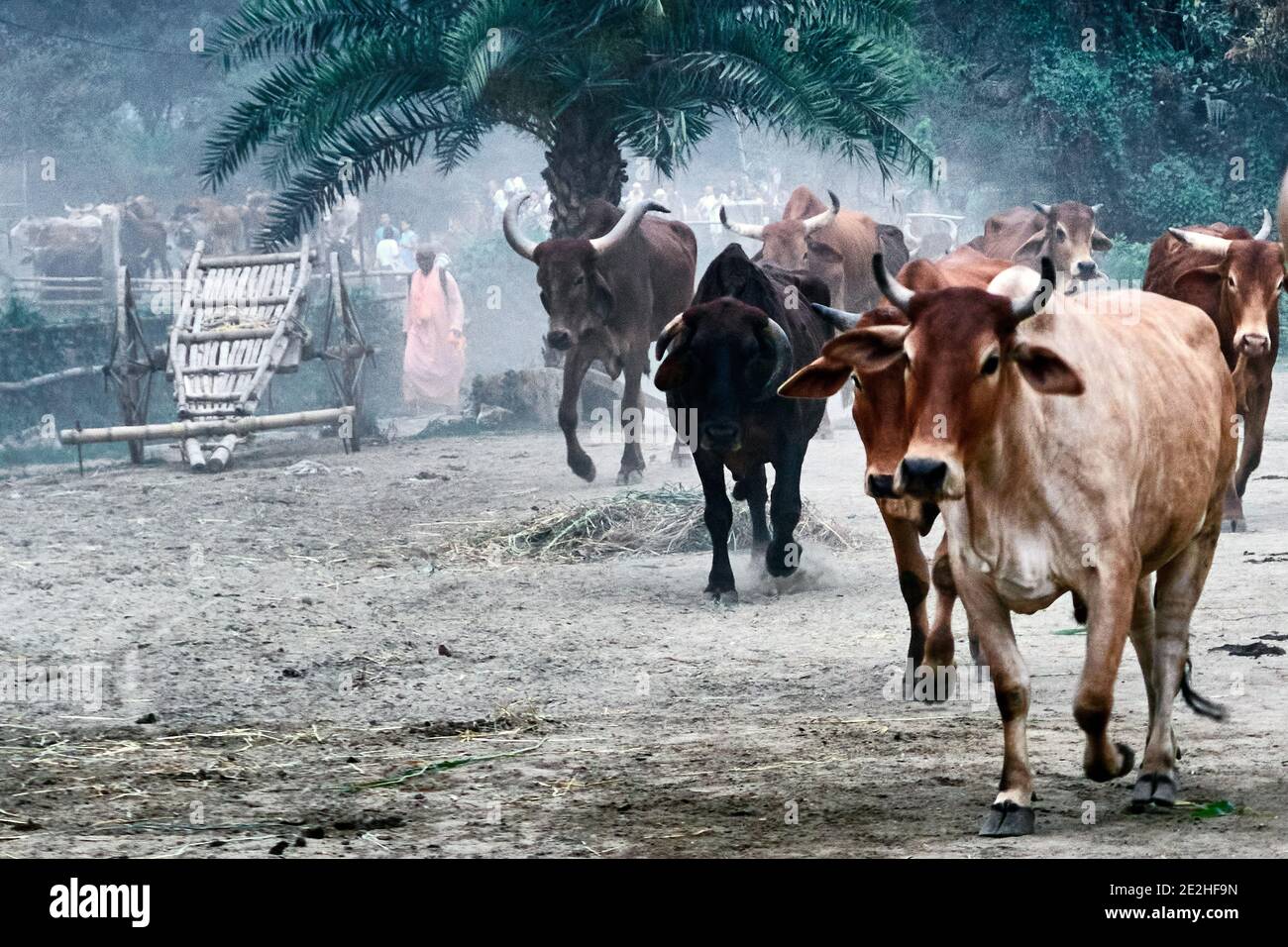 India, West Bengal, Mayapur. Kankrej cattle are a breed of Zebu cattle ...