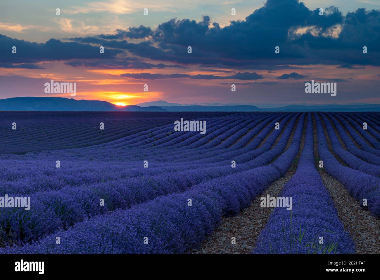 Evening sky over rows of lavender near Valensole, Provence, France ...