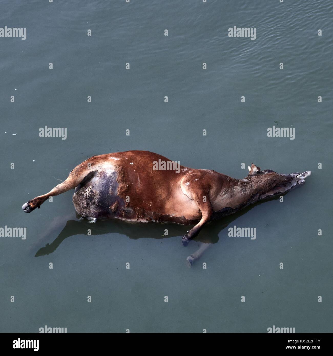 Dead cows india hi-res stock photography and images - Alamy