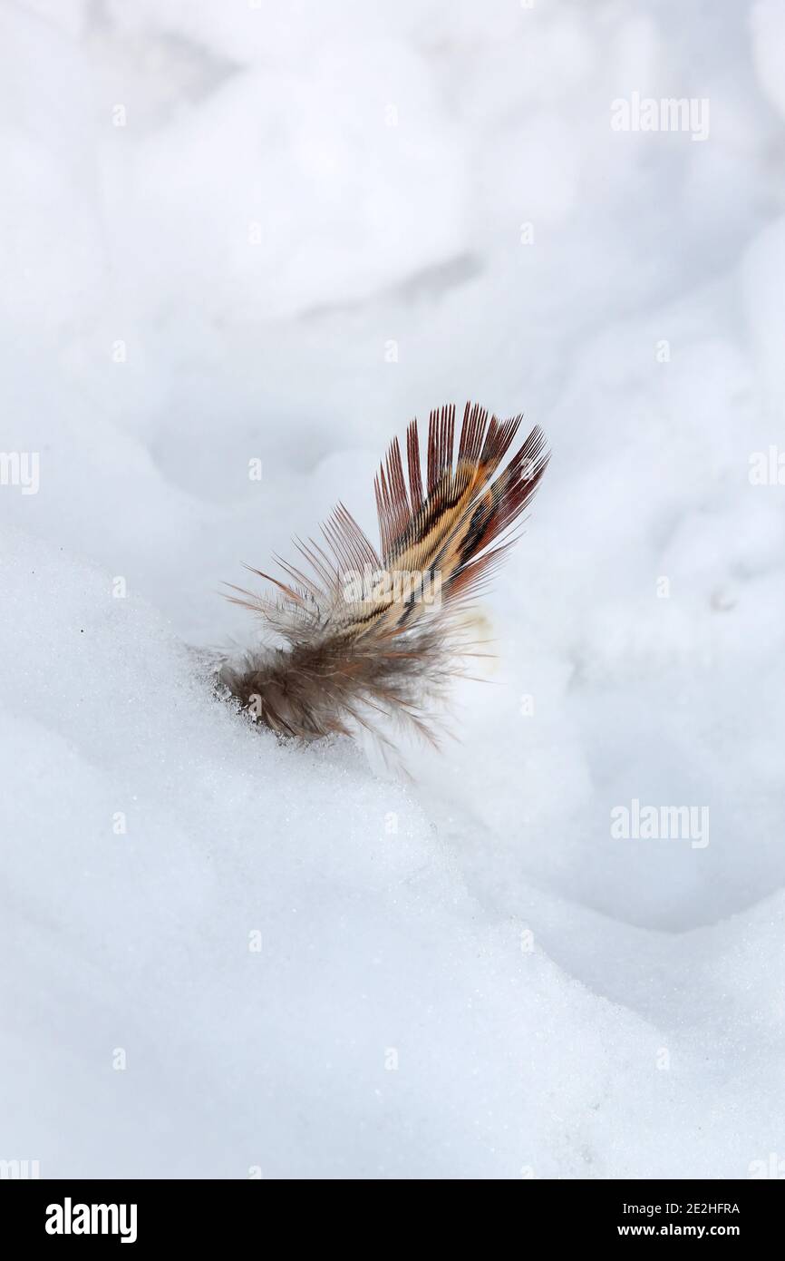 Peregrine Falcon feather in snow Stock Photo - Alamy