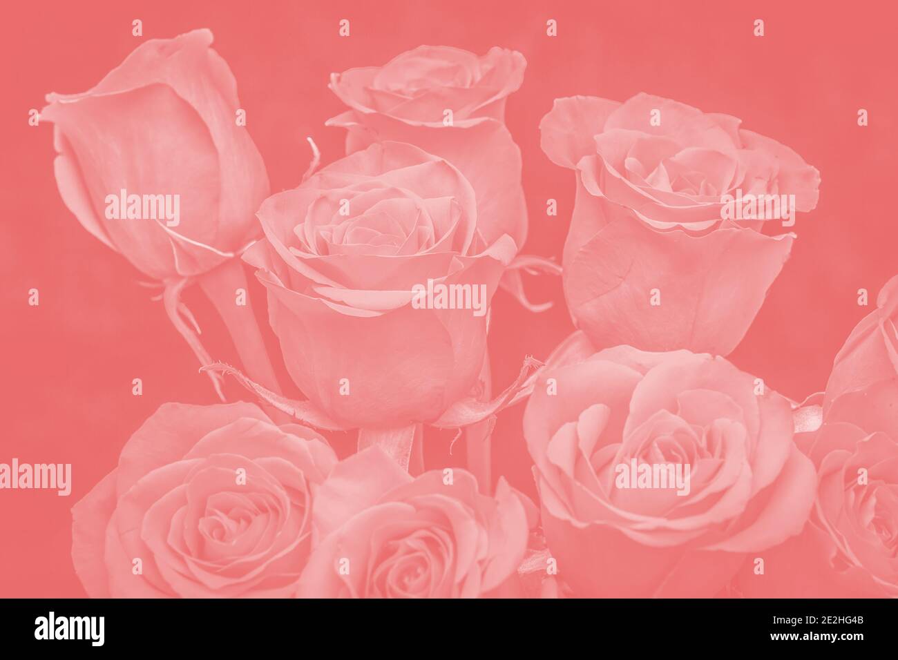 bouquet of beautiful roses with red tint Stock Photo - Alamy