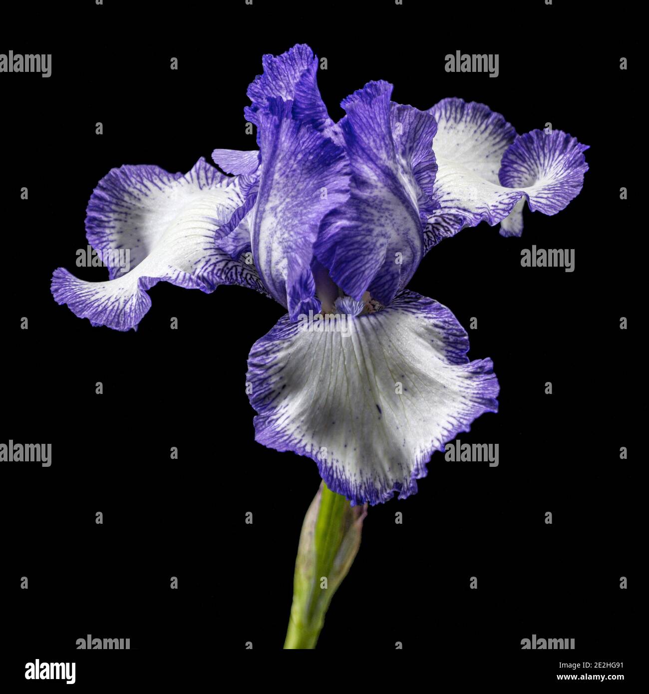 Blue white striped flower of iris, isolated on black background Stock ...
