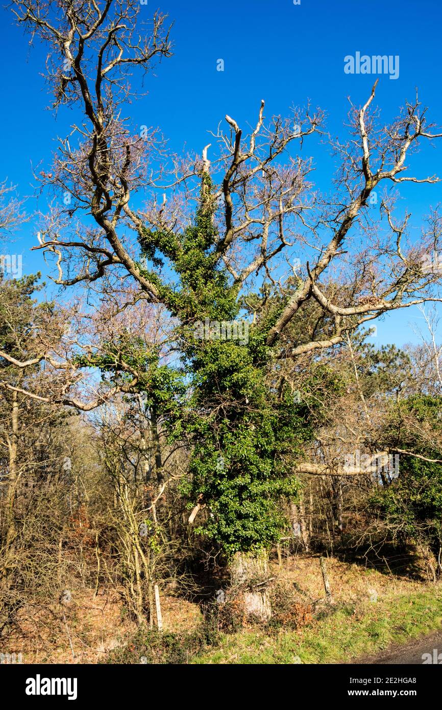 Leafless oak tree, Quercus robur, beside a Norfolk road covered in ivy ...