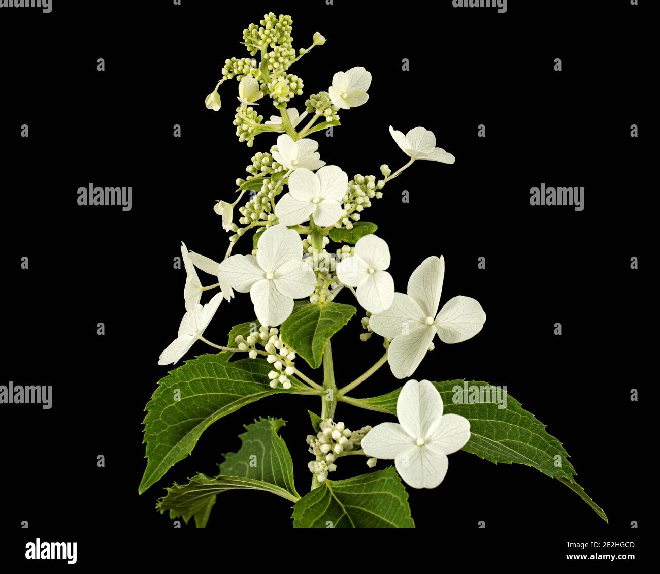 Inflorescence of hydrangea, isolated on black background Stock Photo ...