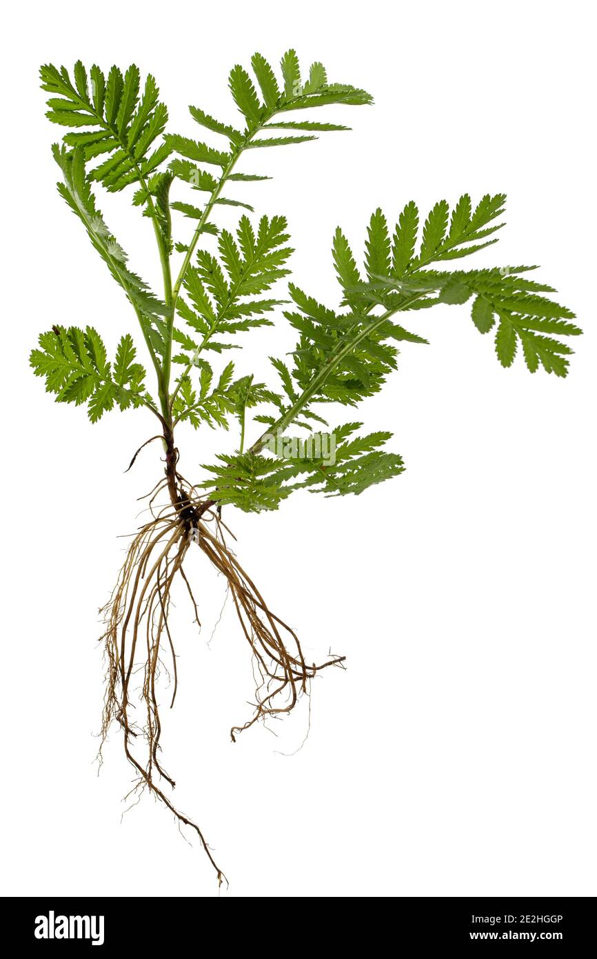 Young sprout of tansy with roots, lat. Tanacetum vulgare, isolated on ...