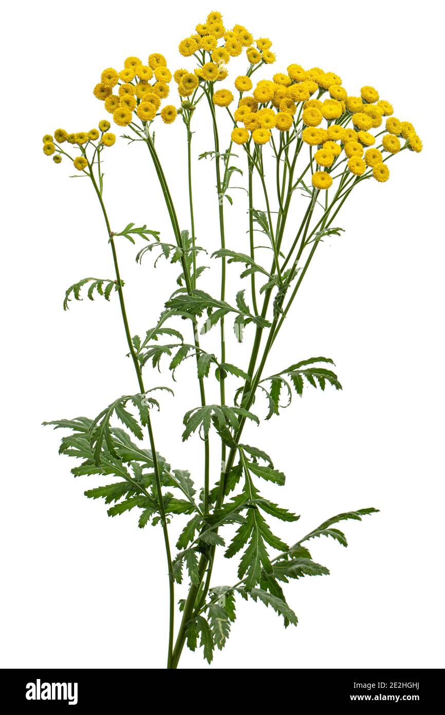 Tansy Leaves