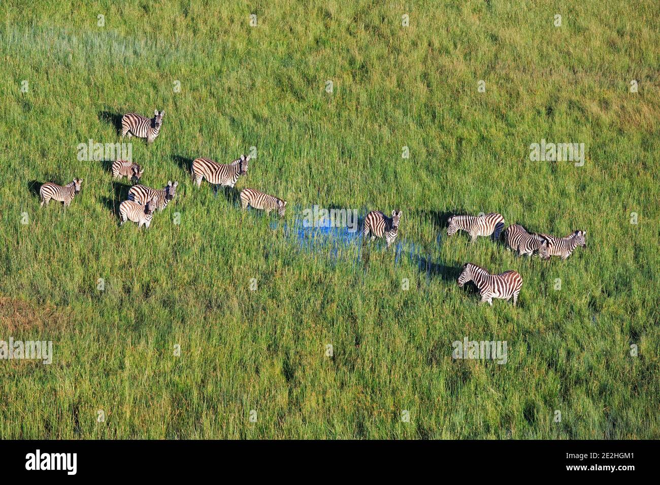 Aerial view of zebra hi-res stock photography and images - Alamy
