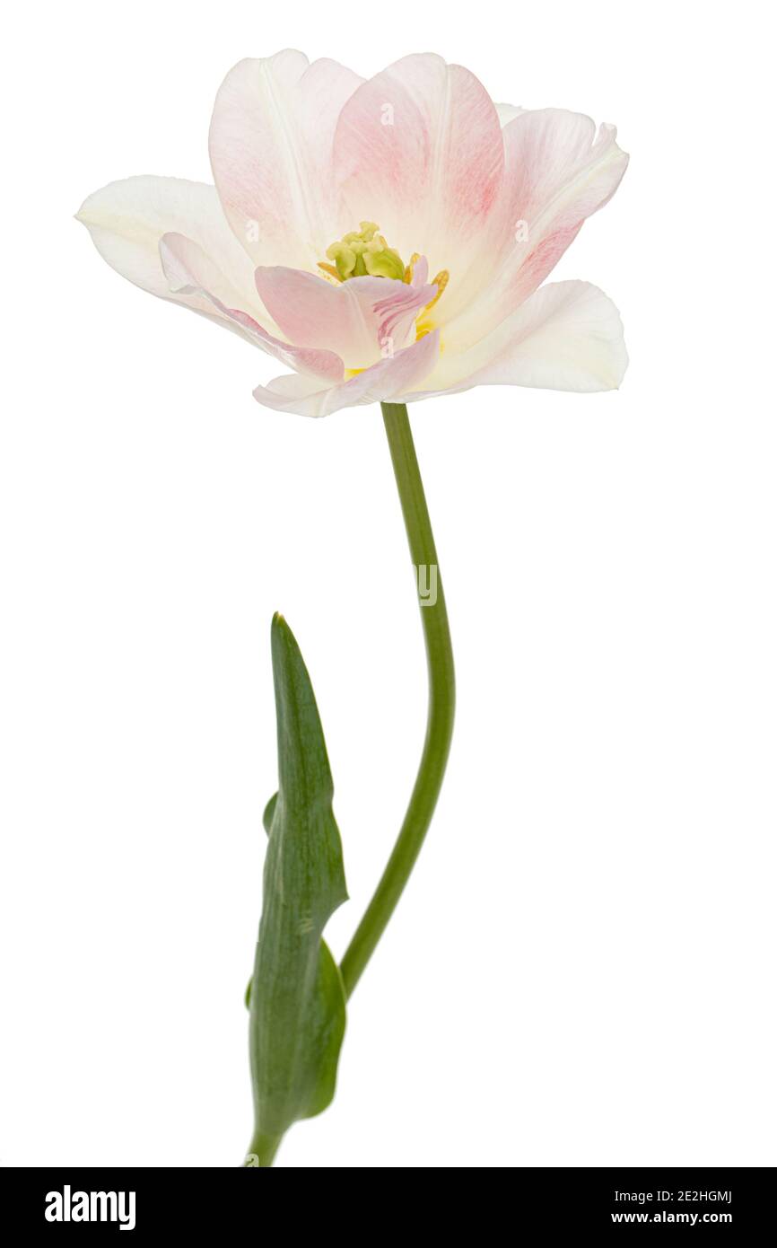 Pink flowers of Angelique tulip, isolated on white background Stock ...