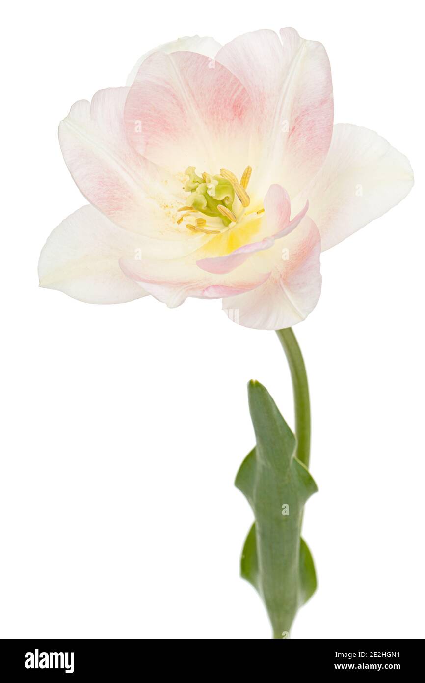 Pink flowers of Angelique tulip, isolated on white background Stock ...