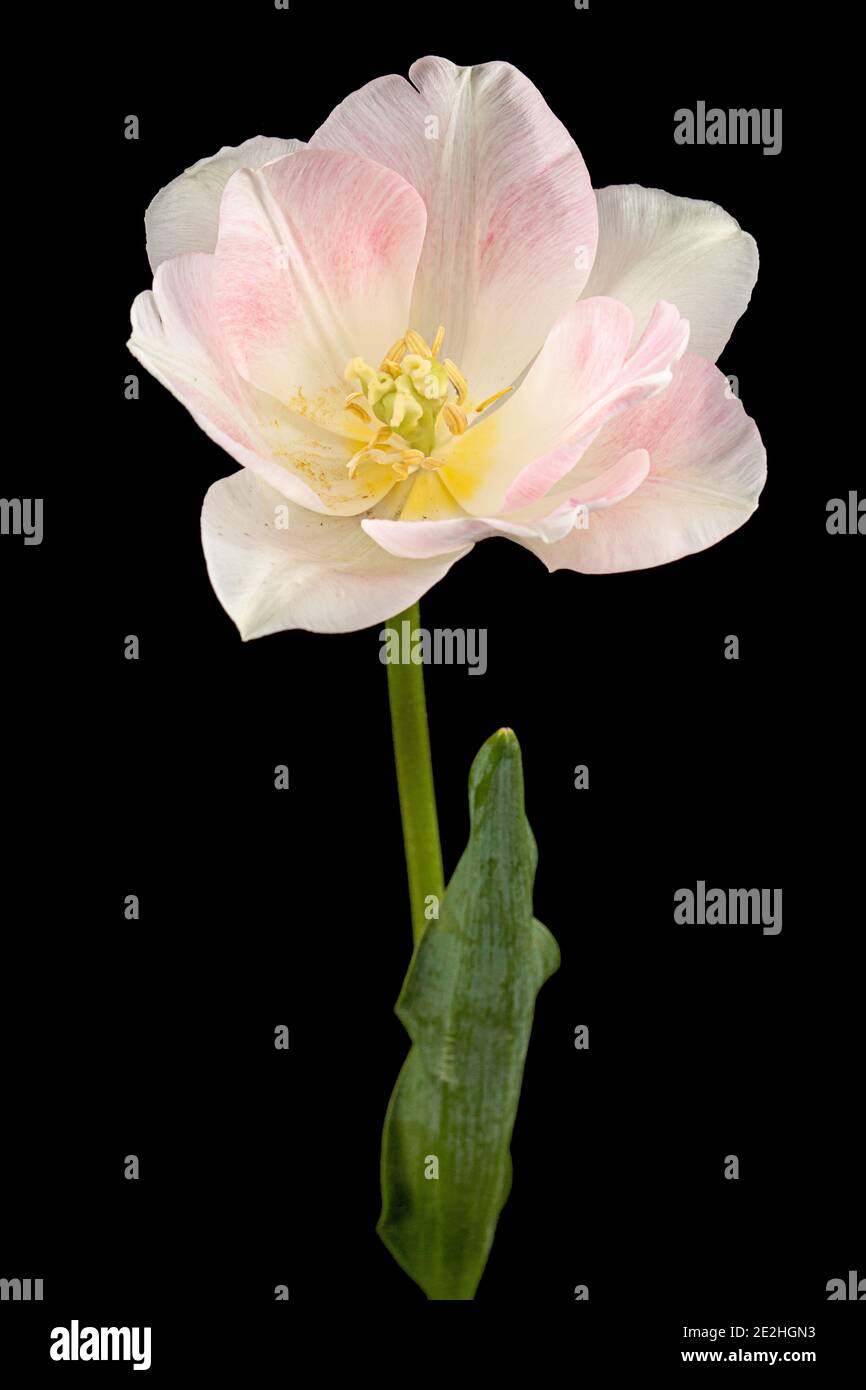 Pink flowers of Angelique tulip, isolated on black background Stock ...