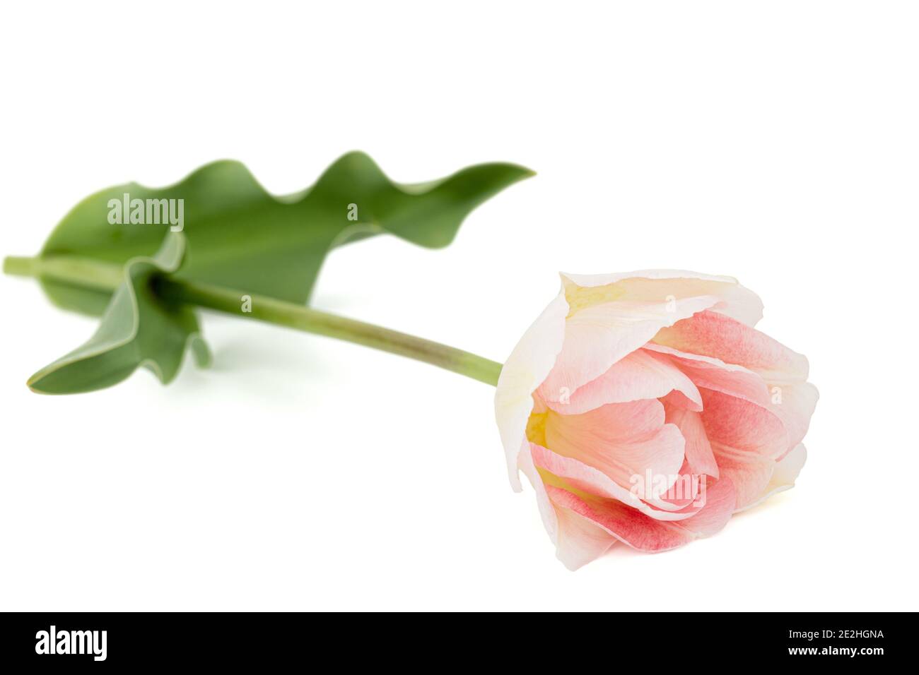Pink flowers of Angelique tulip, isolated on white background Stock ...