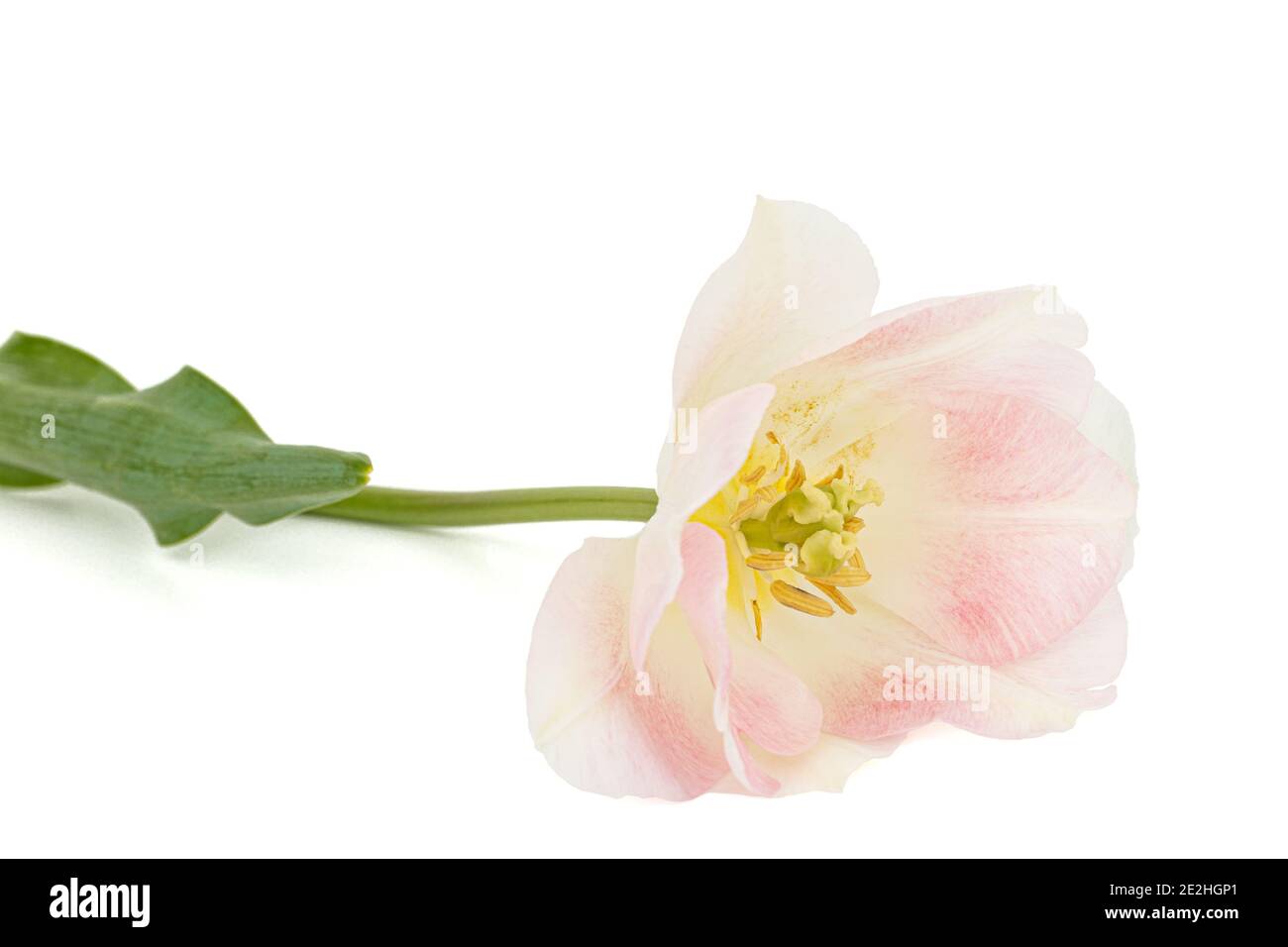 Pink flowers of Angelique tulip, isolated on white background Stock ...