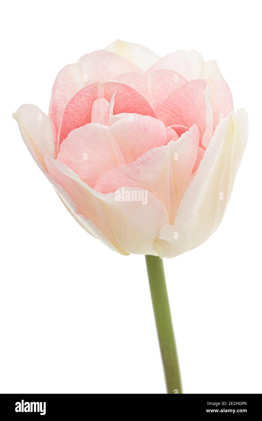 Pink flowers of Angelique tulip, isolated on white background Stock ...