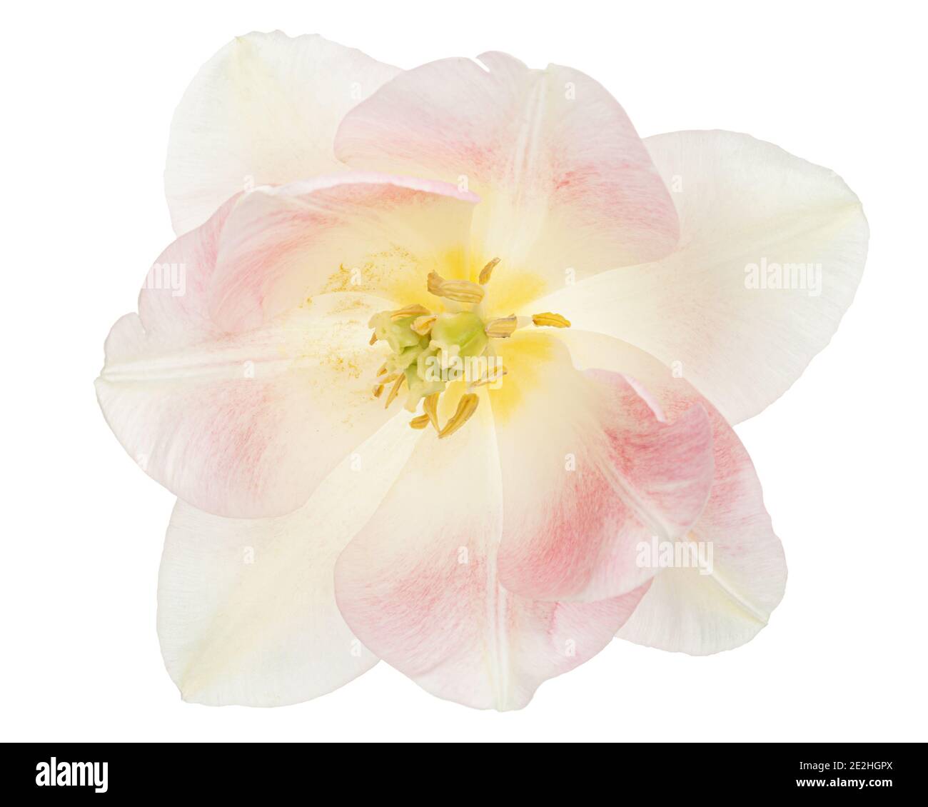 Pink flowers of Angelique tulip, isolated on white background Stock ...