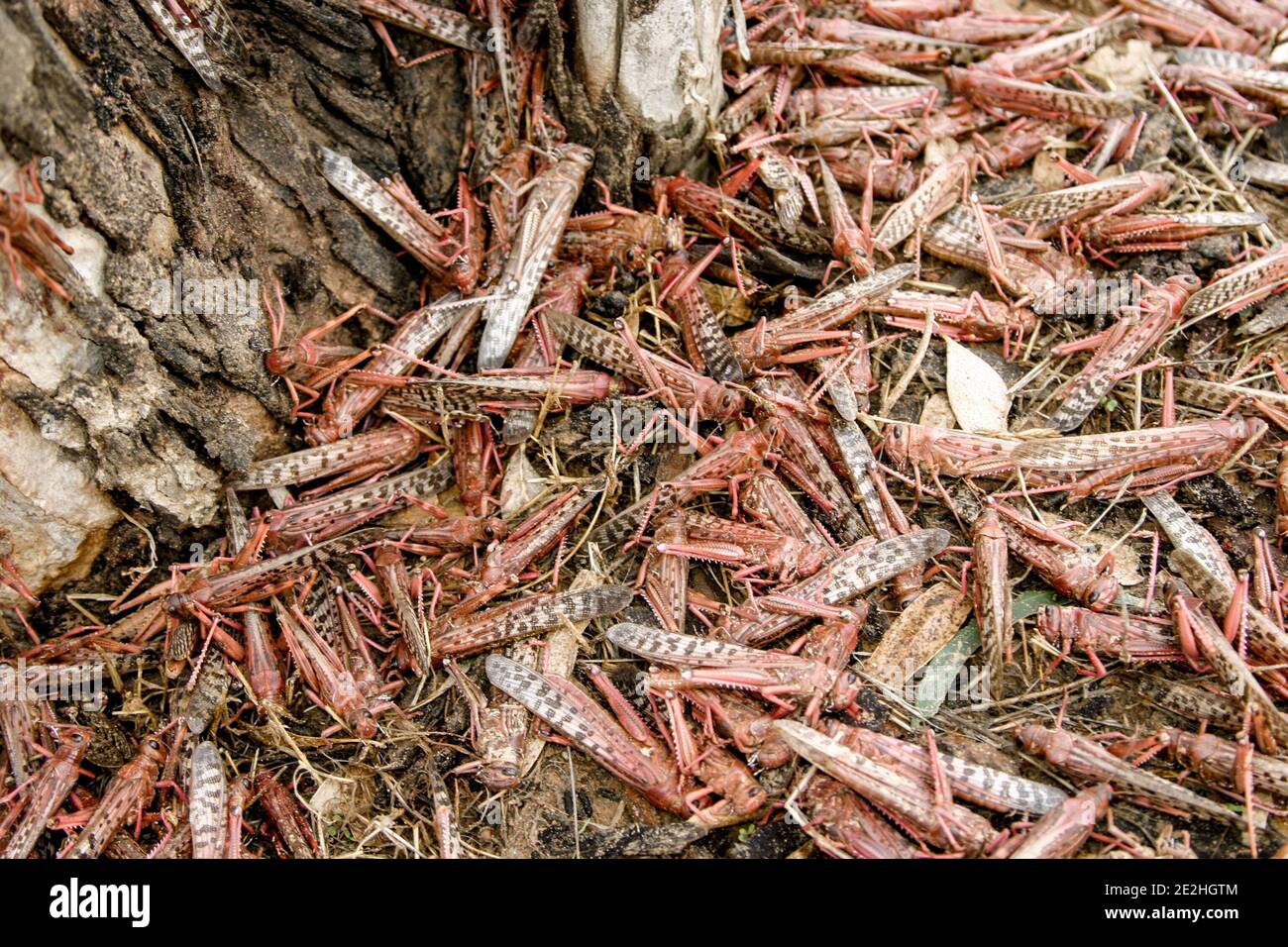 Locust swarms die after being sprayed with poison Desert locust Stock ...