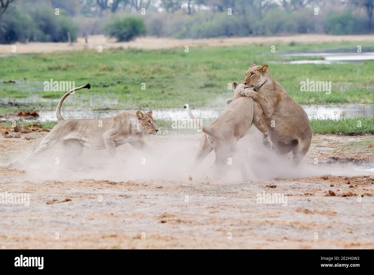 3 lionesses, Panthera leo, are play fighting in the Okavango Delta ...