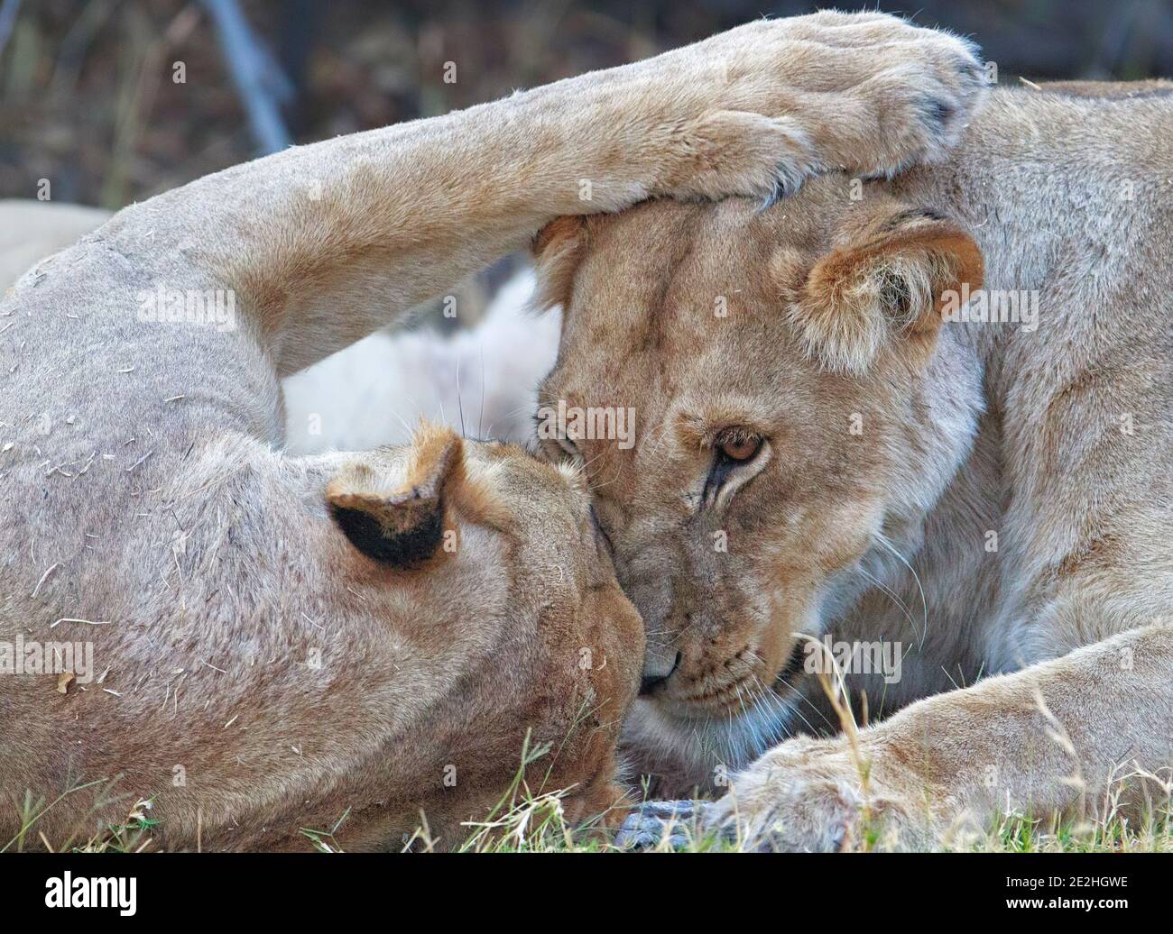 Lion bonding hi-res stock photography and images - Alamy
