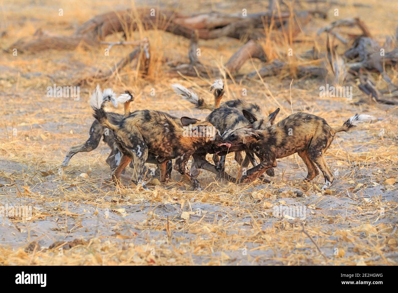 African Wild Dog Pups Fighting