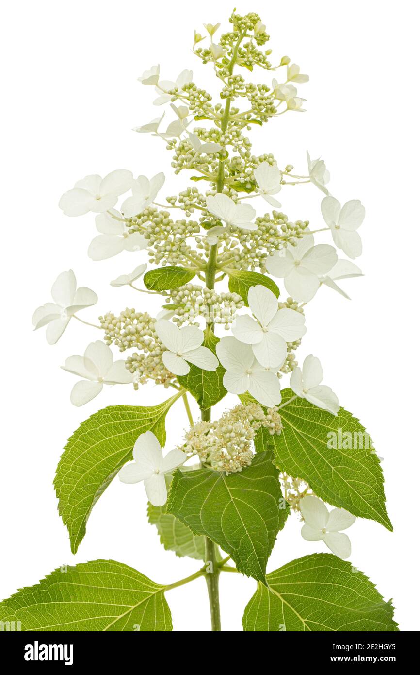 Inflorescence of hydrangea, lat. Hydrangea paniculata, isolated on ...