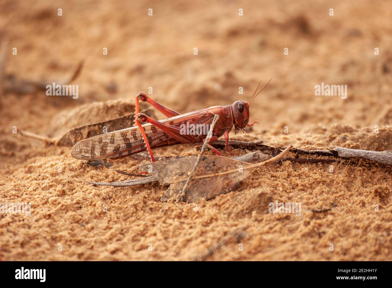 Locust Desert locust Stock Photo - Alamy