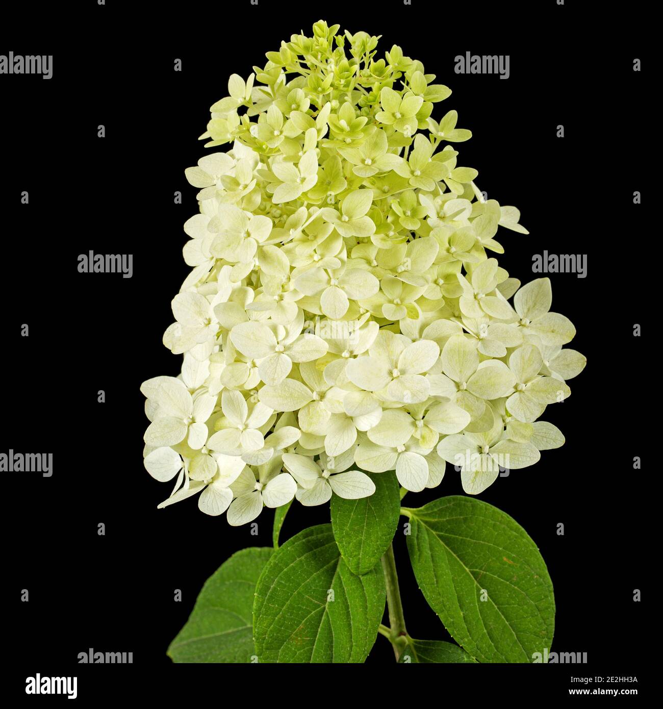 Flowers of hydrangea closeup, lat. Hydrangea paniculata, isolated on ...