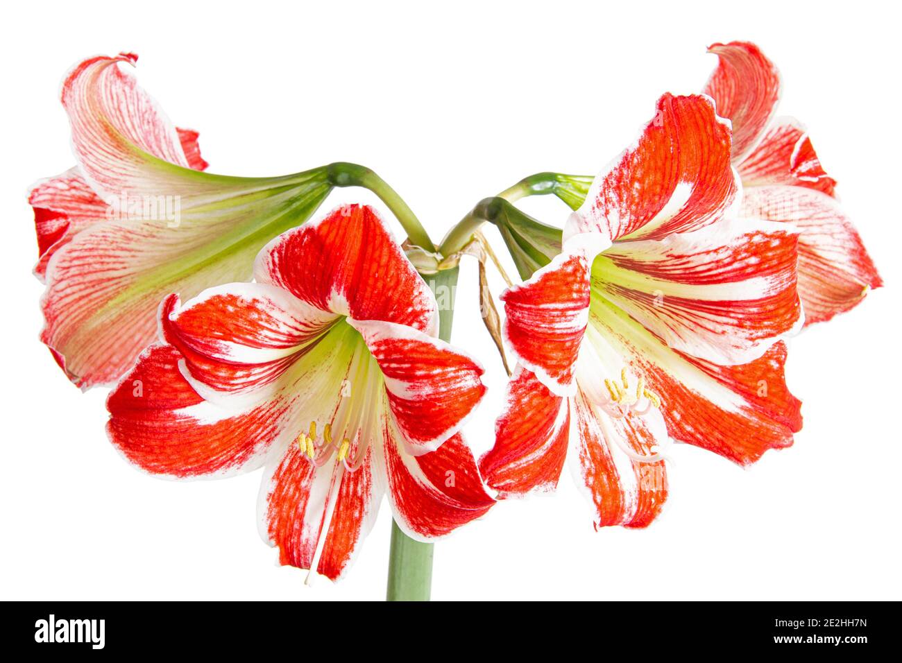 Hippeastrum or Amaryllis flowers, pink amaryllis flowers, isolated on ...