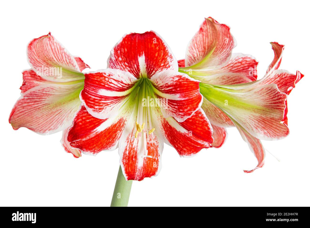 Hippeastrum or Amaryllis flowers, pink amaryllis flowers, isolated on ...