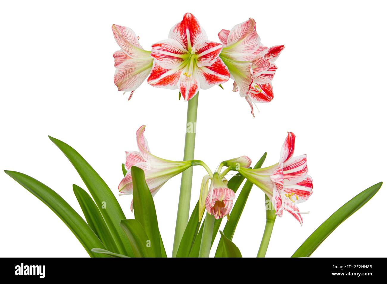 Hippeastrum or Amaryllis flowers, pink amaryllis flowers, isolated on ...