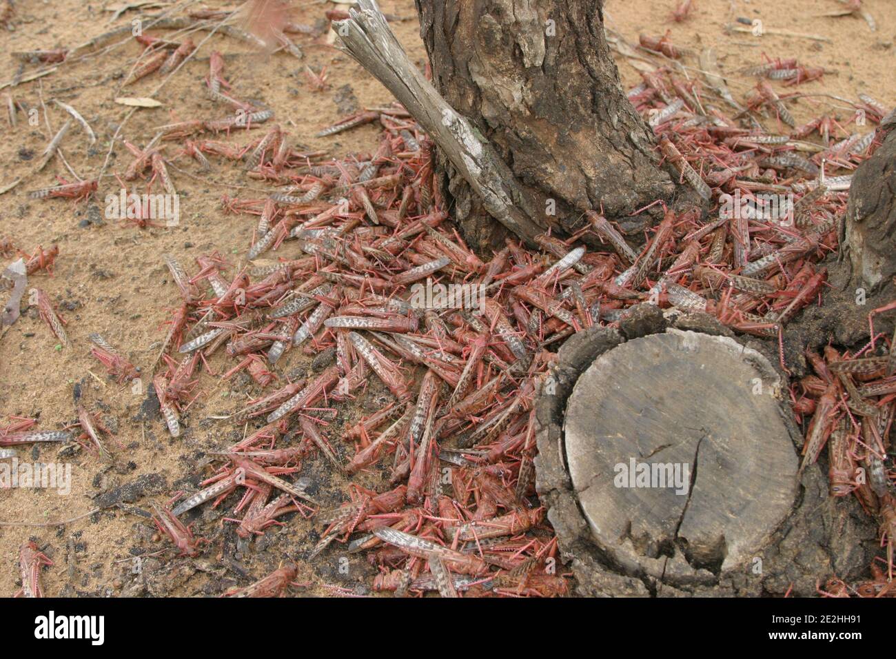 Locust swarms die after being sprayed with poison Desert locust Stock ...