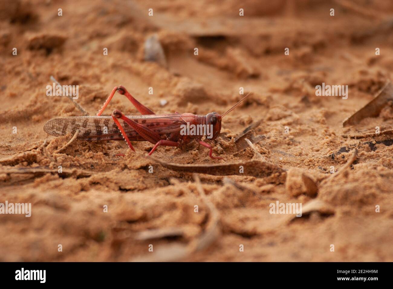 Locust Desert locust Stock Photo - Alamy