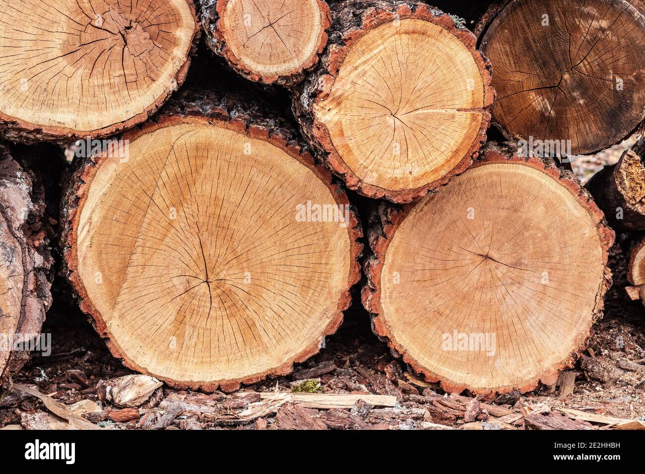 Tree cross section shadow hi-res stock photography and images - Alamy