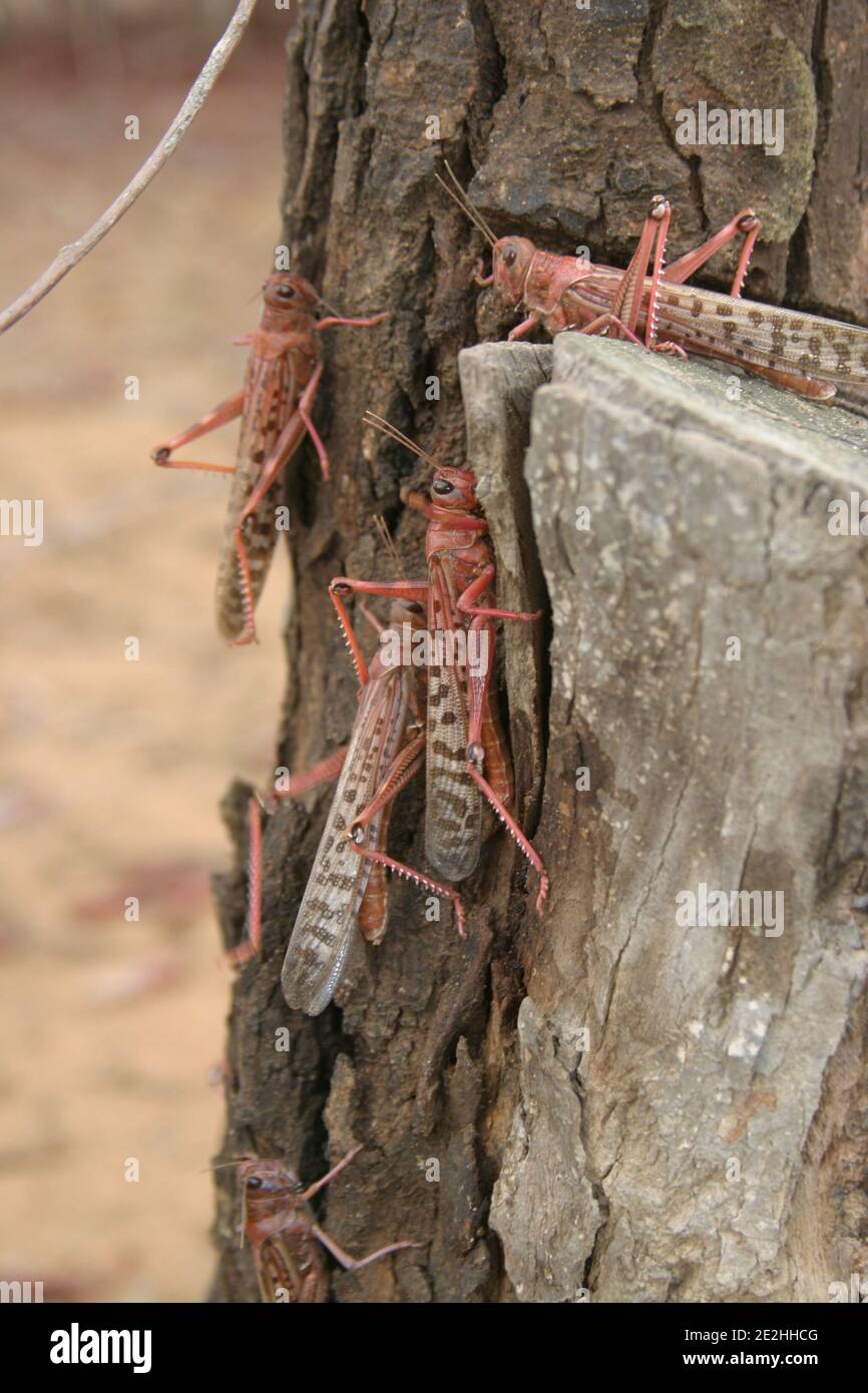 Desert locust plague hi-res stock photography and images - Alamy