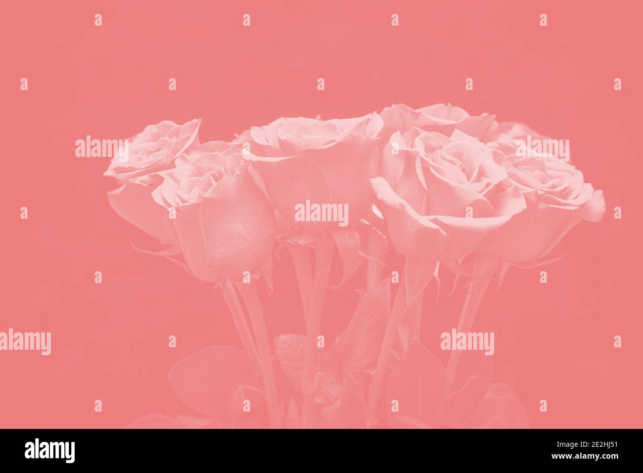bouquet of beautiful roses with red tint Stock Photo - Alamy