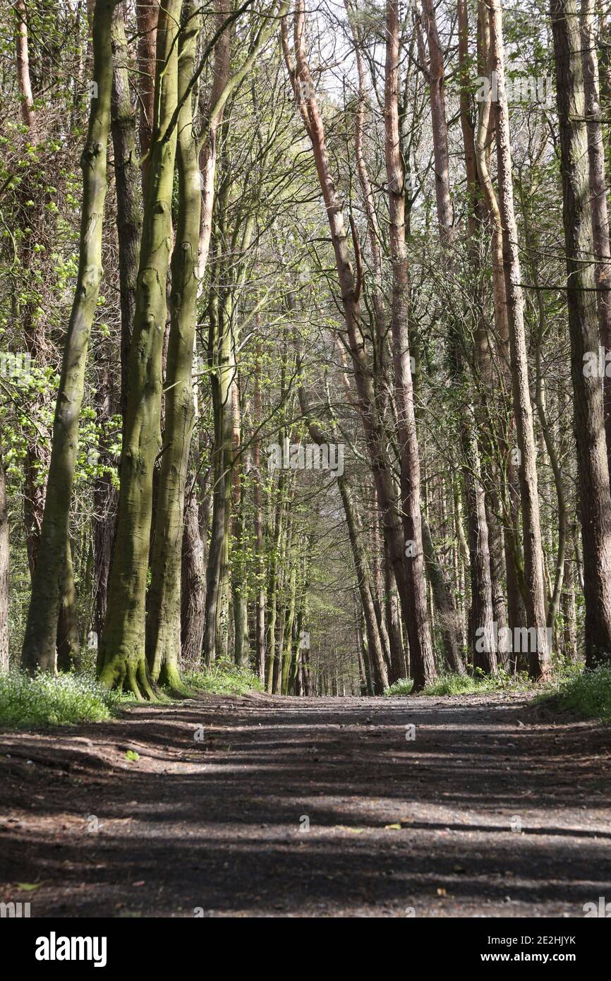 Rozelle Park, Ayr, Ayrshire, Scotland, UK. Woodland Walk Stock Photo ...