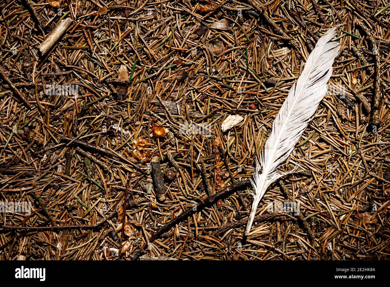 White feather on a pine forest ground. Detailed close up view on a ...