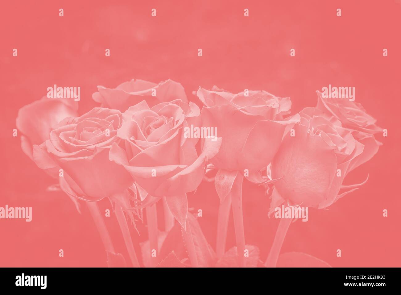 bouquet of beautiful roses with red tint Stock Photo - Alamy