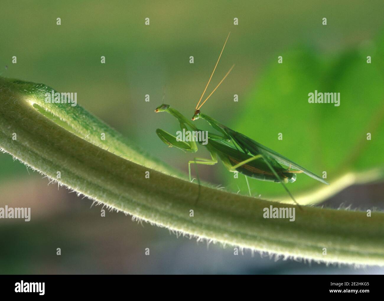 Mantis mating hi-res stock photography and images - Alamy