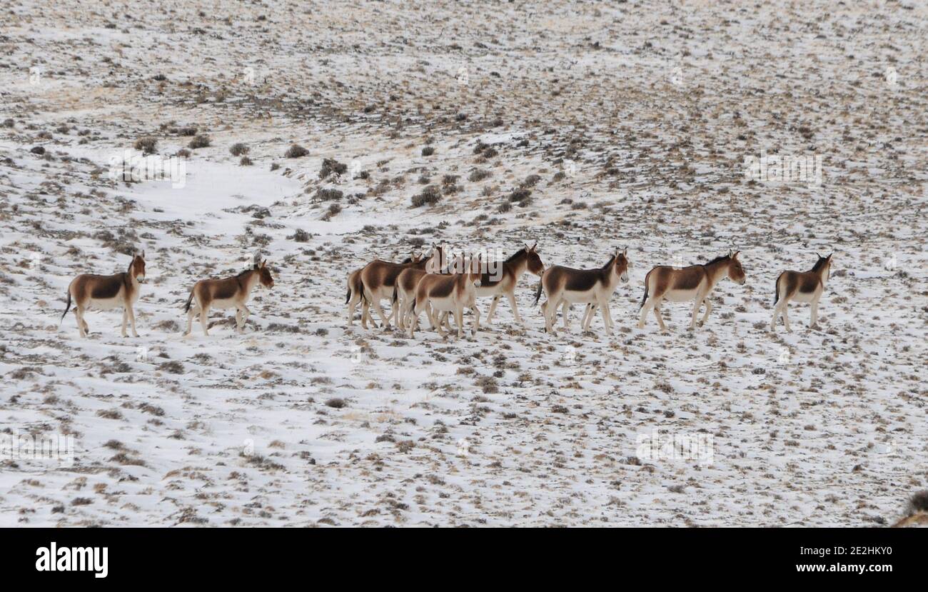 Equus kiang hi-res stock photography and images - Alamy