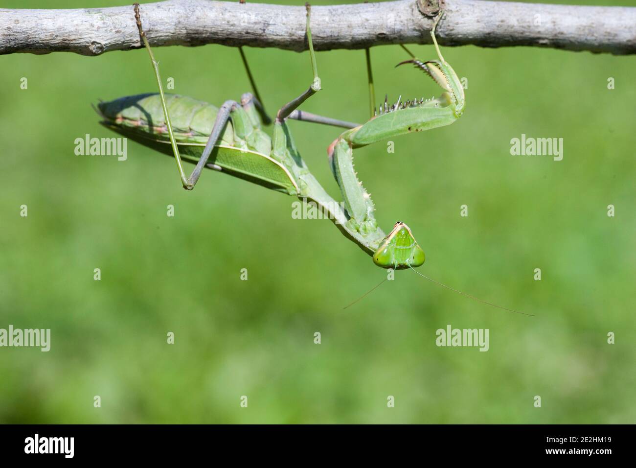 Green insect photography hi-res stock photography and images - Alamy