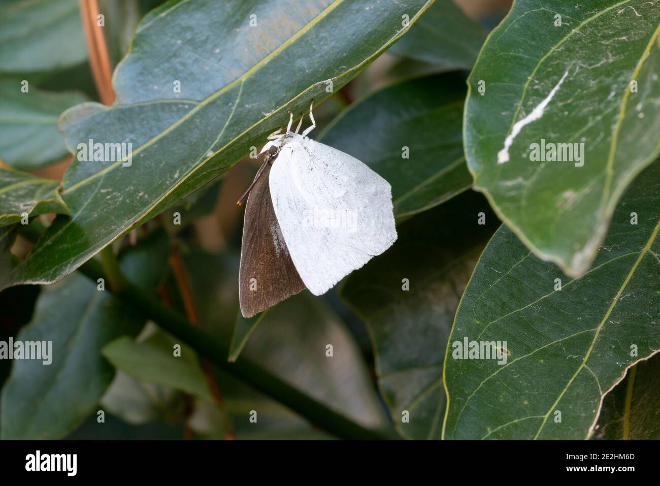 Female angled sunbeam (Curetis acuta), Isehara City, Kanagawa ...