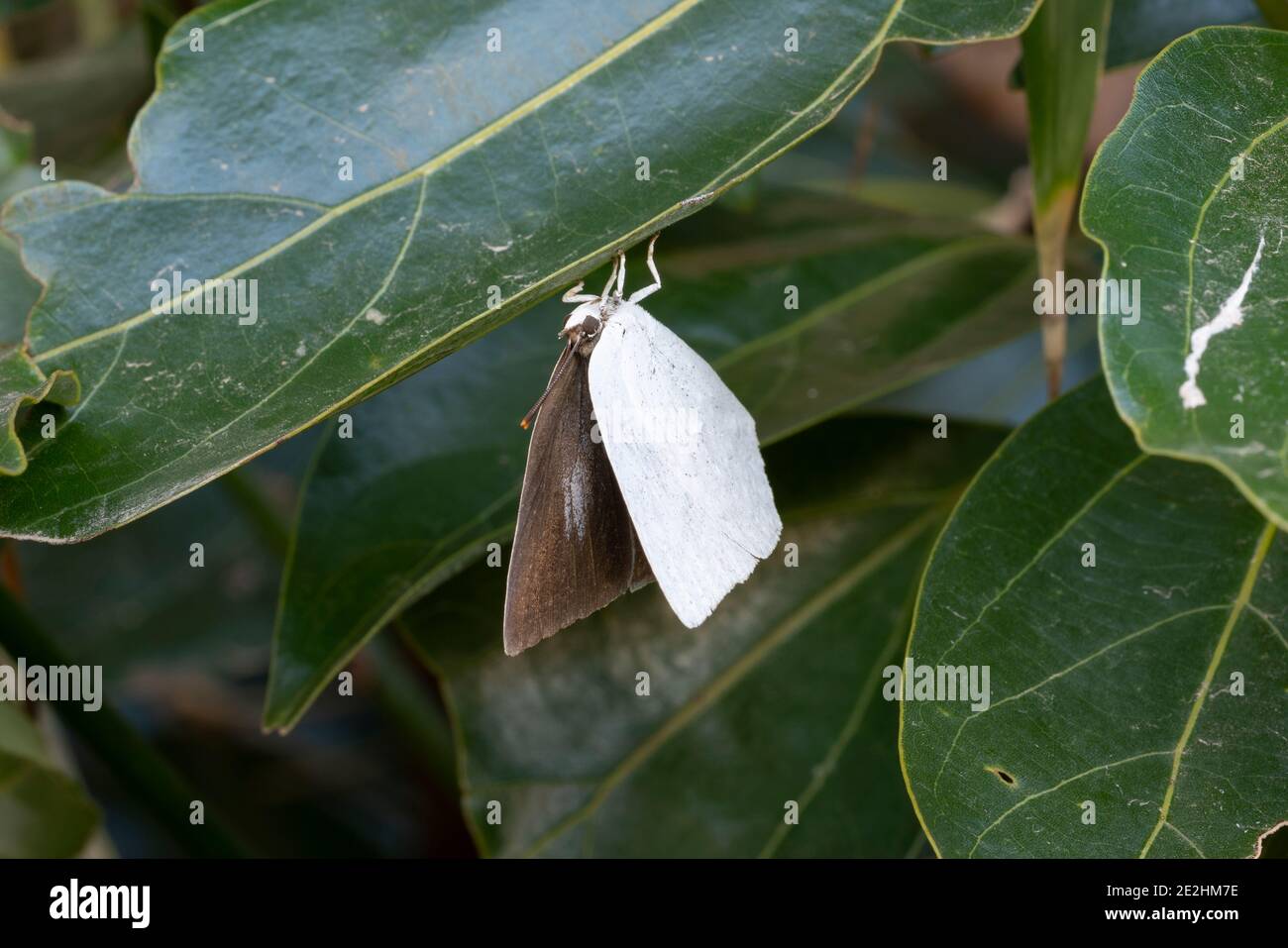 Female angled sunbeam (Curetis acuta), Isehara City, Kanagawa ...