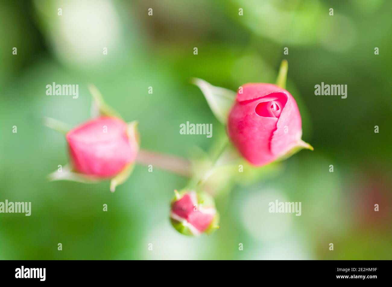 Shallow focus shot of pink rosebuds Stock Photo - Alamy
