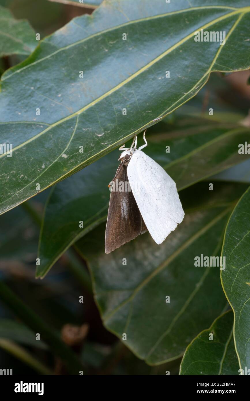 Female angled sunbeam (Curetis acuta), Isehara City, Kanagawa ...